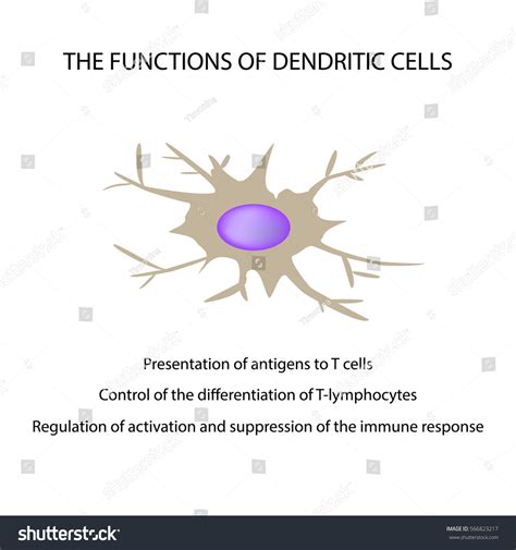 385 Resultados De Imágenes Fotos De Stock E Ilustraciones Libres De Regalías Para Dendritic