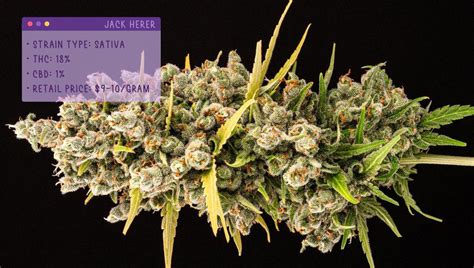 Best Weed Strains For Anxiety Fast Buds