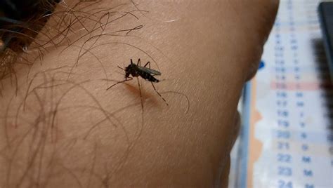Unprecedented Dengue Fever Outbreak In Drôme Ardèche Eradicating