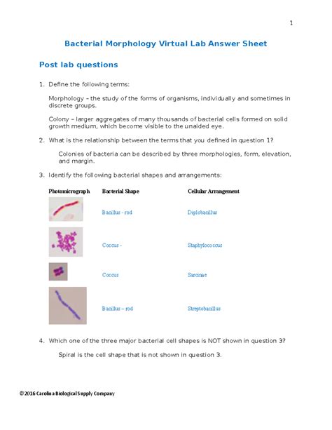Bacteria Growth Virtual Lab At Mary Hawley Blog