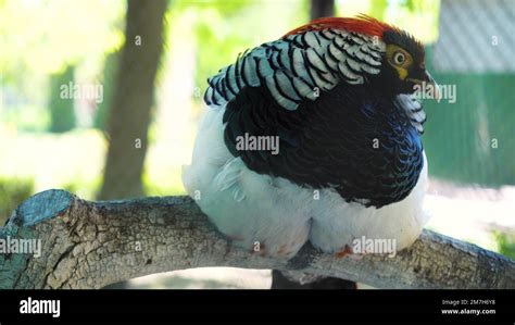 Silvery Pheasant Close Up In Detail Breeding Exotic Birds Feathers Of