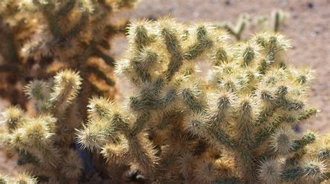 Visita Parque Nacional Joshua Tree En California Tours And Actividades