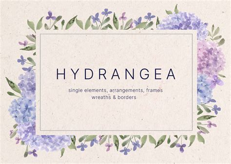 Hydrangea Watercolor Design Elements Behance