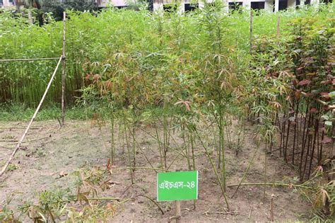 Kenaf Digital Herbarium Of Crop Plants