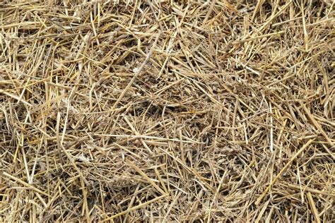 Straw Background Texture Dry Grass Dried Straw After Harvest Straw