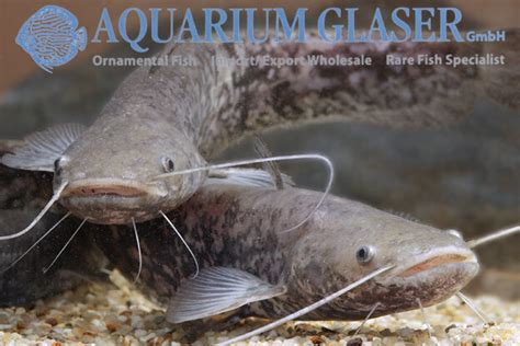 Silurus Glanis Aquarium Glaser Gmbh