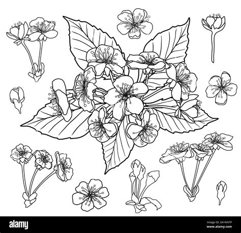 Japanese Cherry Blossom Coloring Pages [2025]
