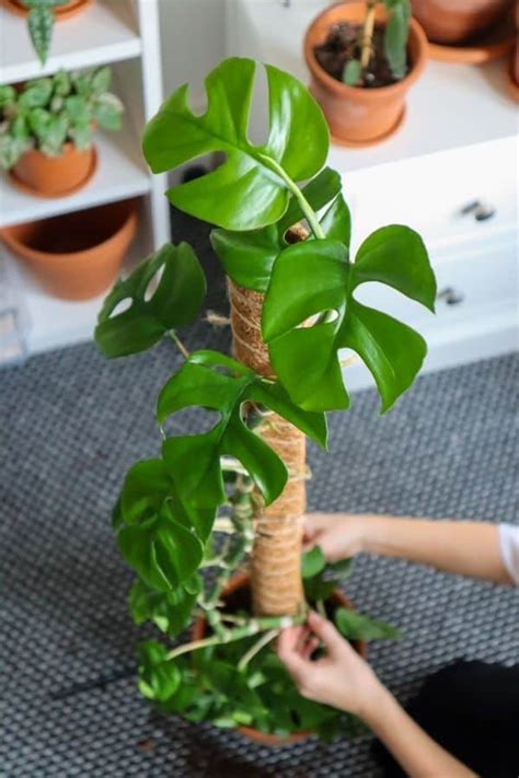 How And Why You Should Use A Moss Pole For Plants