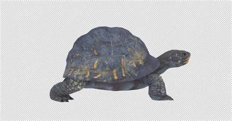 Turtle Walk Cycle Turtle Motion Graphics  Motion Graphics