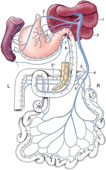 Diagram Of Gi Venous Drainage Quizlet