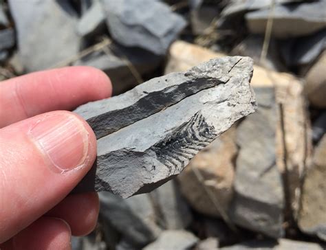 Some Carboniferous Mystery Fossils Fossil ID The Fossil Forum