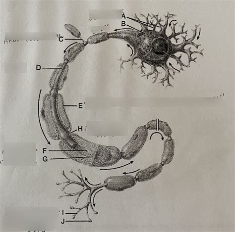 Lab 8 Identification And Functions Of Multipolar Neuron Structures Flashcards Quizlet