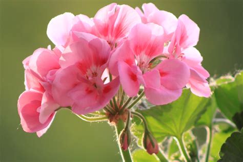 How To Deadhead Geraniums And Why You Need To Wm James And Co Wm James