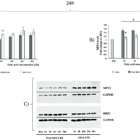 Mitochondrial Dynamics Markers After 24 H Of Exposure Cells Were