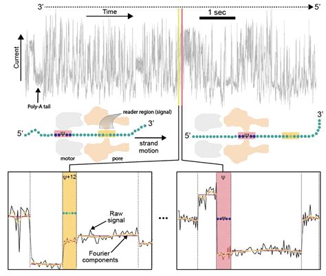 Publications Rouhanifard Lab