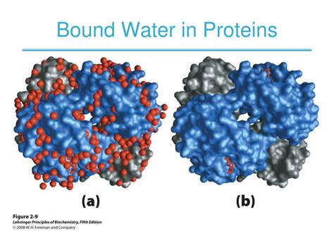 Ppt Chapter 2 Water And Aqueous Solutions Powerpoint Presentation