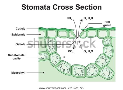 Scientific Designing Stomata Cross Section Colorful Stock Vector