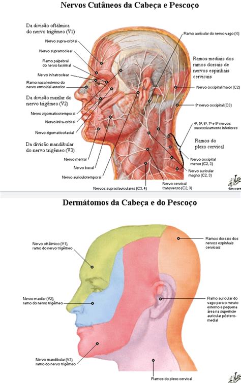 Inevarção Maxilar Anatomia De Cabeça E Pescoço👎 Apostar é Mais Fácil