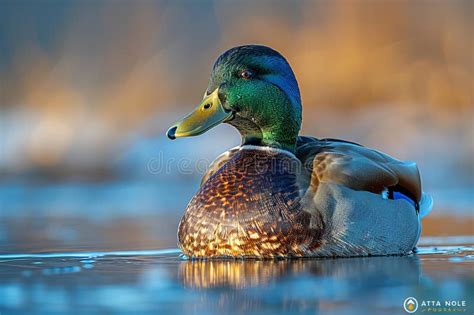 Digital Artwork Of Mallard Duck With A Green Head And White Body