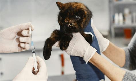 What Shots Does My Cat Need A Guide To Feline Vaccines
