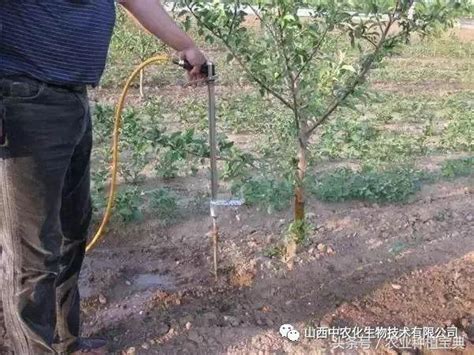果樹使用施肥槍的九大好處！ 每日頭條