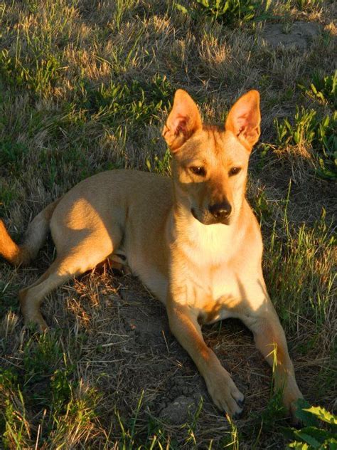 American Dingo Lab Mix American Dingo Lab Mix