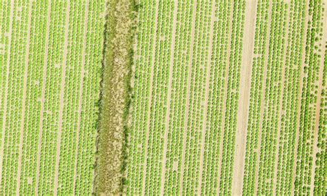 Using Drones In Agriculture And Capturing Actionable Data Output Examples Wingtra