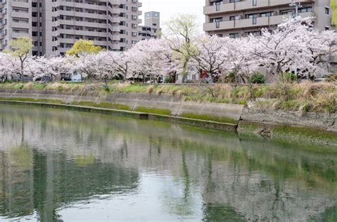 真締川公園の桜宇部市 山口ちゃんねる