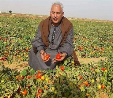نقيب الفلاحين ارتفاع أسعار الطماطم وتراجع الأرز الأسبوع