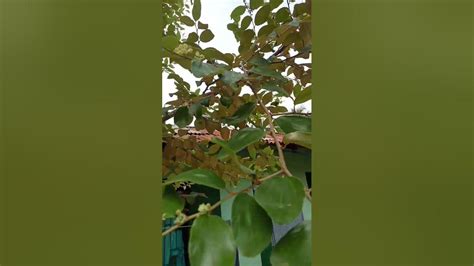 বাগানের বাউ কুল বরই এর প্রচুর ফুল এসেছে Ahnafmagicrecipe Garden