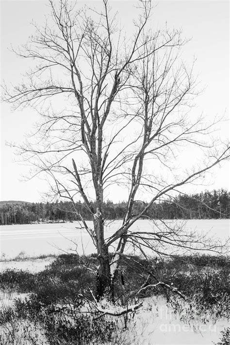 Naked In Winter Photograph By Sue Oconnor Pixels