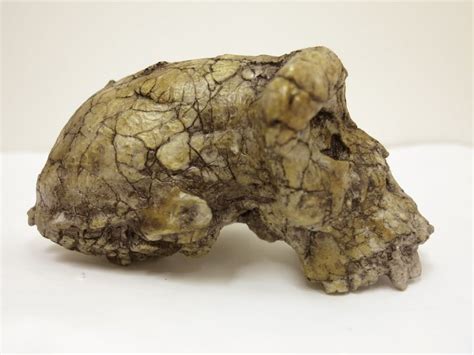 Sahelanthropus Tchadensis The Australian Museum In 2025 Human