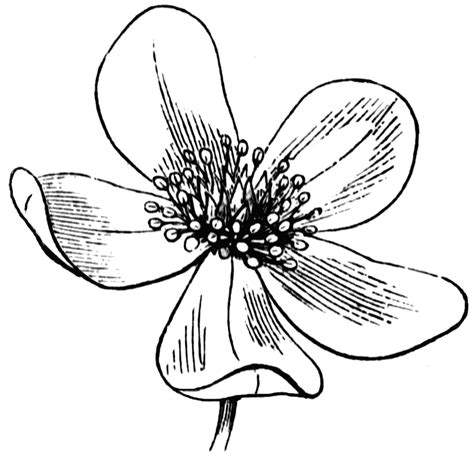 Free Flower Drawings Cliparts Download Free Flower Drawings Cliparts
