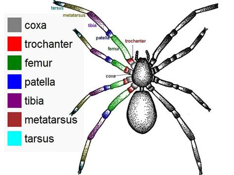 Spiders Leg Segments Name Spider Legs Spider Arthropods