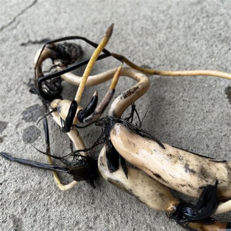 Yahooオークション 「喜上眉梢①」蓮 ハス 睡蓮 スイレン すいれん