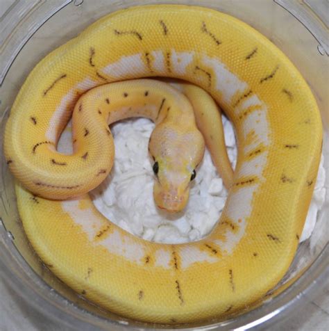 Killer Blast Ball Python