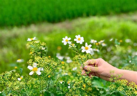 Tổng Hợp Hình ảnh Tên Các Loài Hoa Dại Ven đường