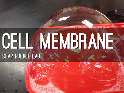 Cell Membrane Bubble Lab By Jeremy Conn