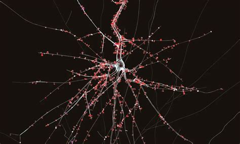 What Are Dendrites And Dendritic Spines Science