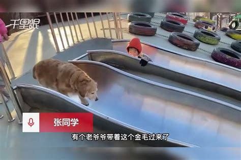 【辽宁】乖巧金毛跟在小朋友后排队玩滑梯