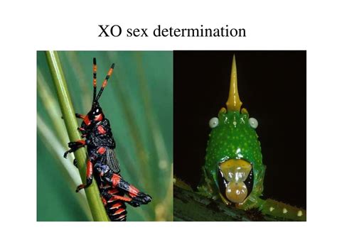 Ppt Outline 14 Vi Extensions To Mendels Rules Continued D Sex