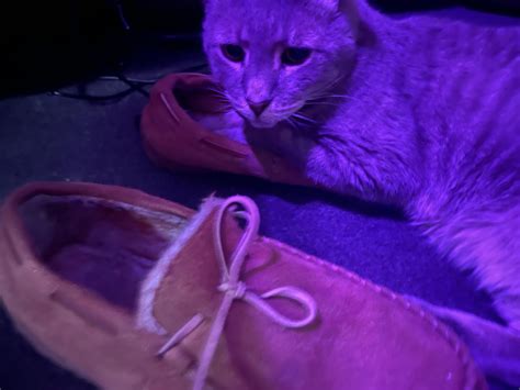 He loves shoes : r/WhatsWrongWithYourCat