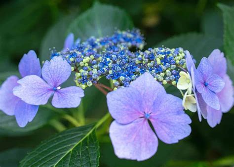 Tuff Stuff Hydrangea 💪 🌸 Find Out The Characteristics That Make This Plant So Resilient