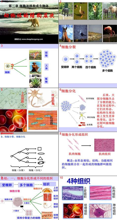 《动物体的结构层次》细胞怎样构成生物体ppt课件4 人教版七年级生物上册
