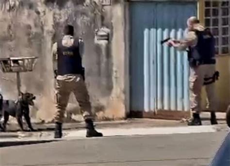 Pitbull ataca 2 pessoas e é abatido pela PM