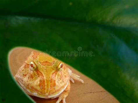 Wide Mouth Or Argentine Horned Frog Ceratophrys Ornata Or Albino