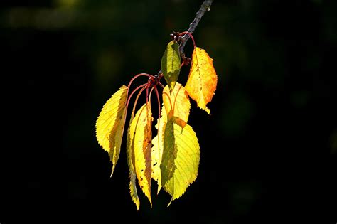 Leaves Cherry Tree Autumn Colors Free Photo On Pixabay