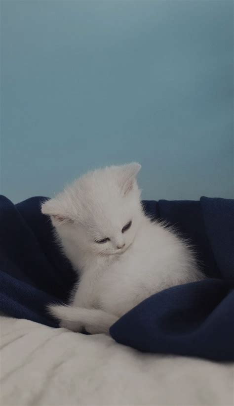 Cute Cat Tumblr