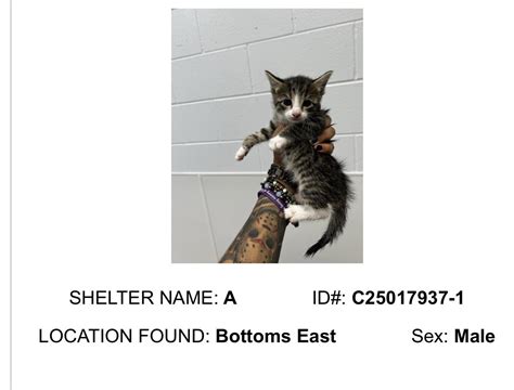 Bell County Texas Bell County Texas Animal Shelter
