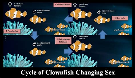 Life Cycle Of A Clown Fish